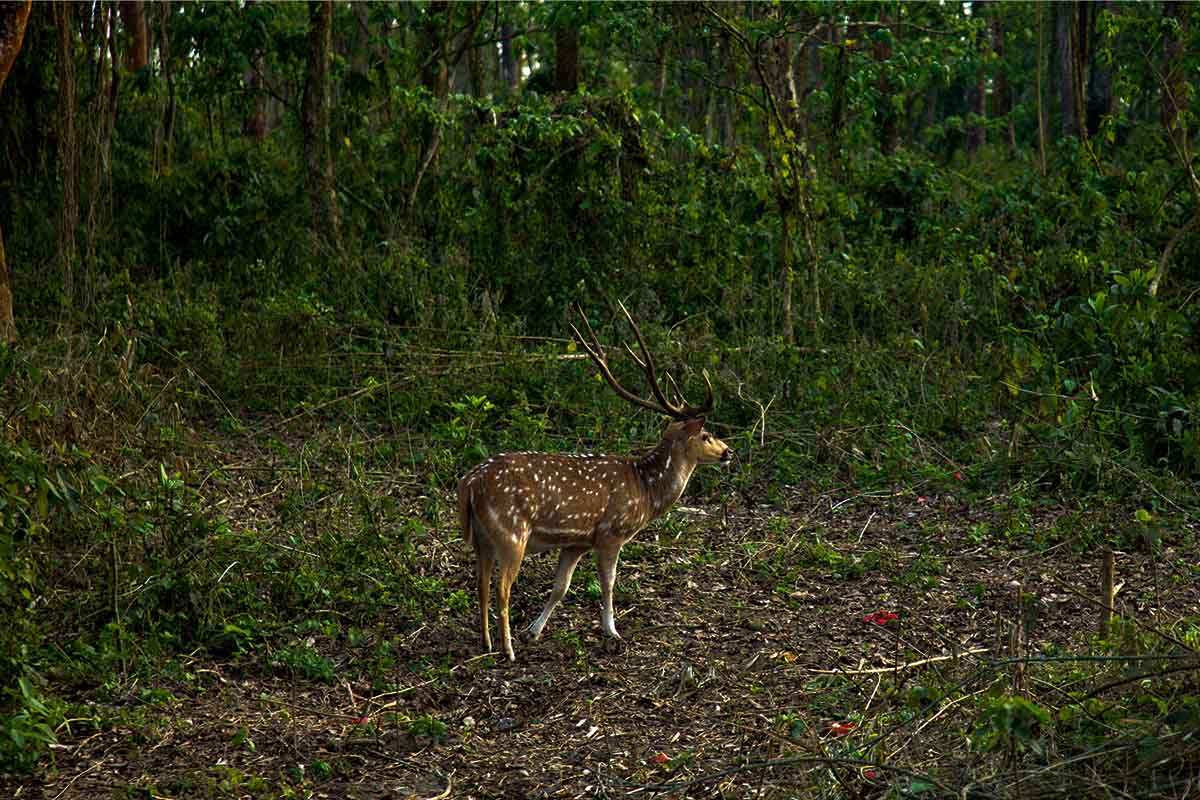 Chitwan National Park: Ultimate Guide - Footprint Adventure