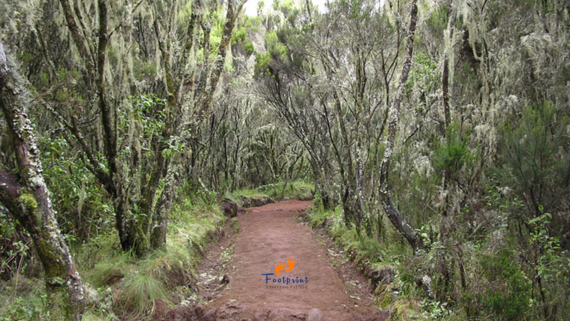 Discovering Flora and Fauna of Kilimanjaro Ecosystems