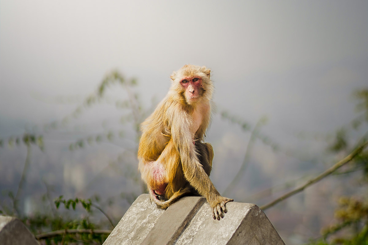Swayambhunath Stupa Kathmandu | Monkey Temple Guide, History and Travel ...